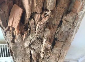 What Is Dry Rot? | Timber Decay Issues Explained | Richardson & Starling