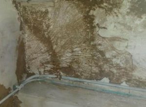 What Is Wet Rot? Timber Decay Issues Explained | Richardson & Starling