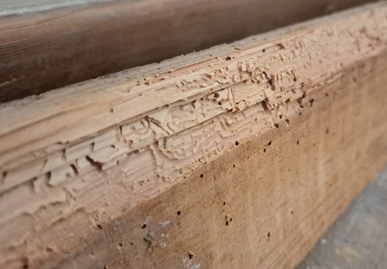 Understanding Woodworm Infestation: Signs and Treatment - Richardson ...